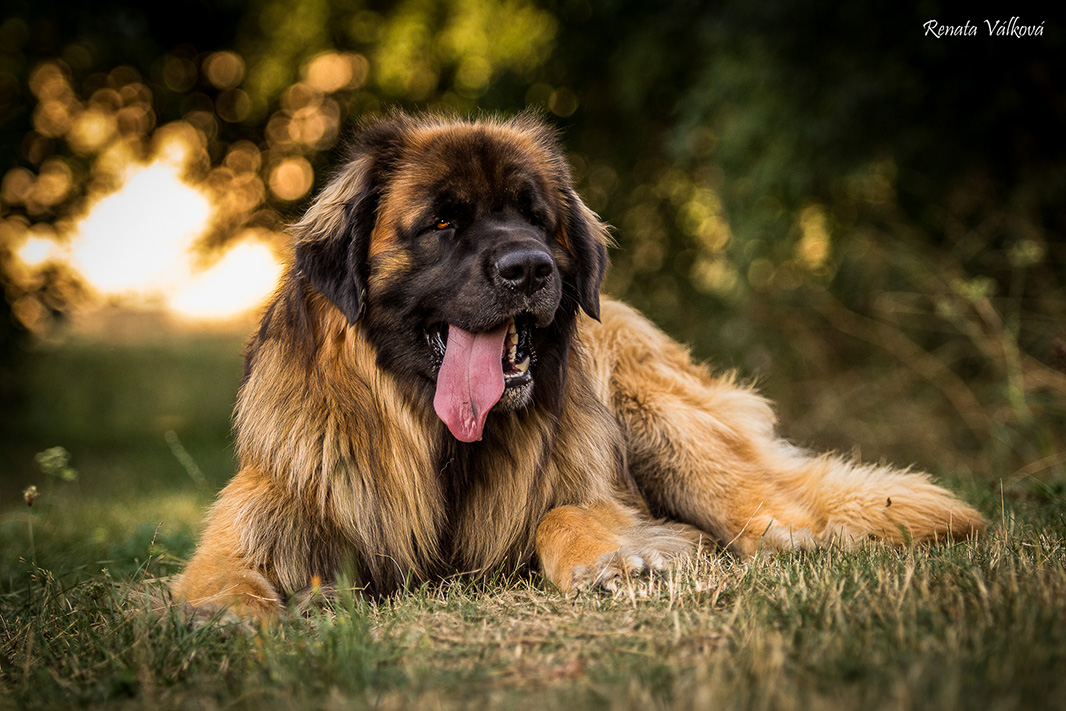 ASLAN ZODIAC z Richardovských skal